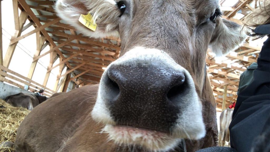 Of Cows and College Students – GINKGO MAGAZINE