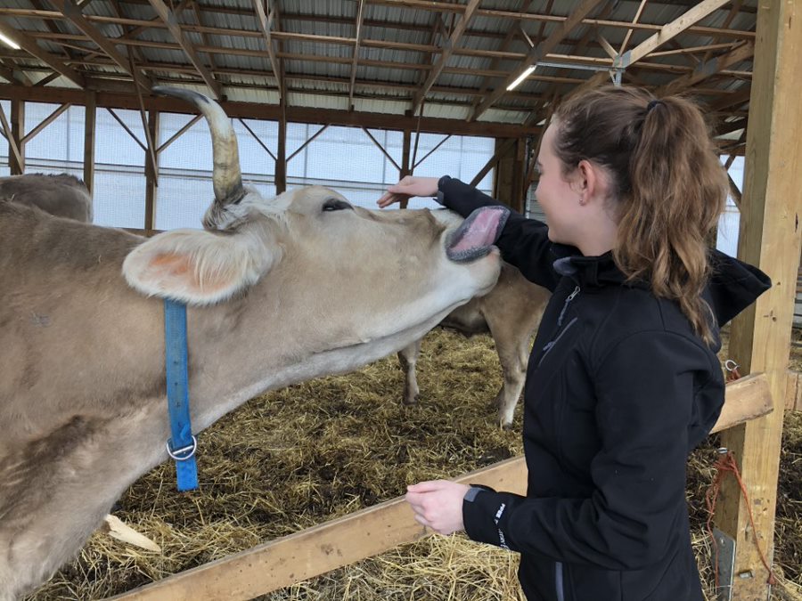 Of Cows and College Students – GINKGO MAGAZINE