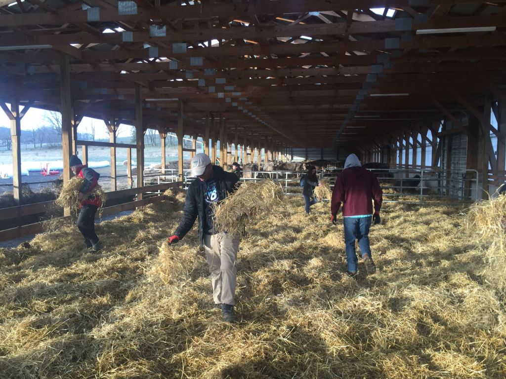 Of Cows and College Students – GINKGO MAGAZINE
