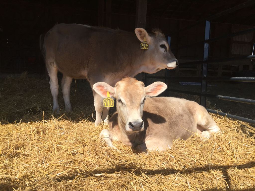 Of Cows and College Students – GINKGO MAGAZINE