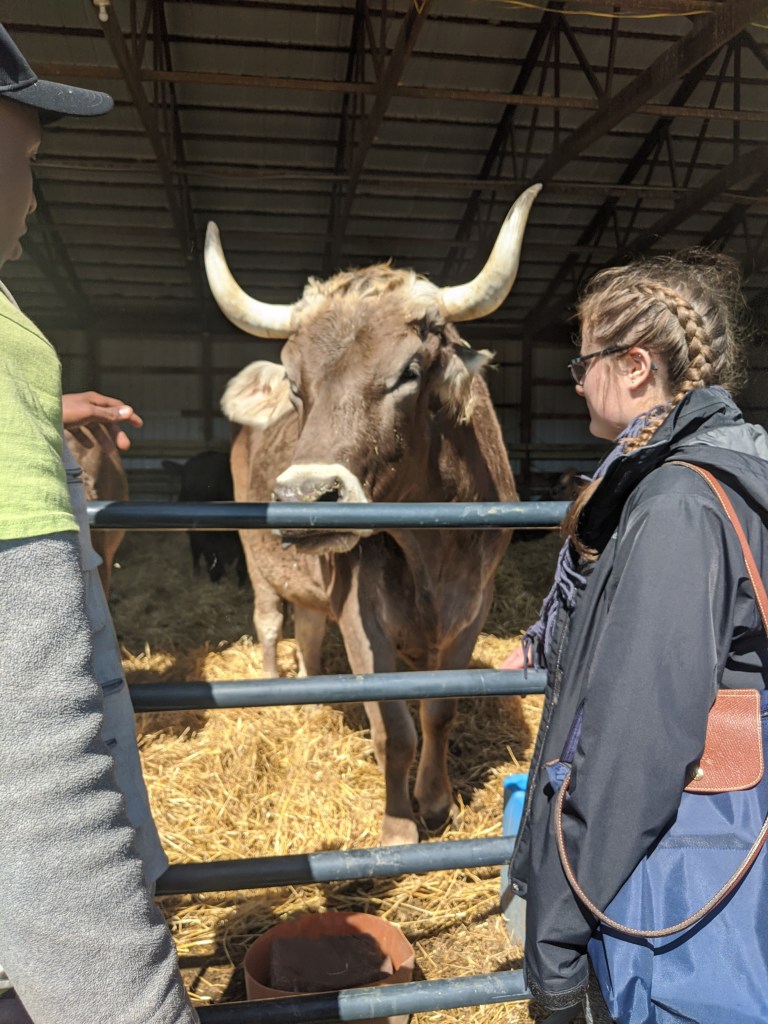 Of Cows and College Students – GINKGO MAGAZINE